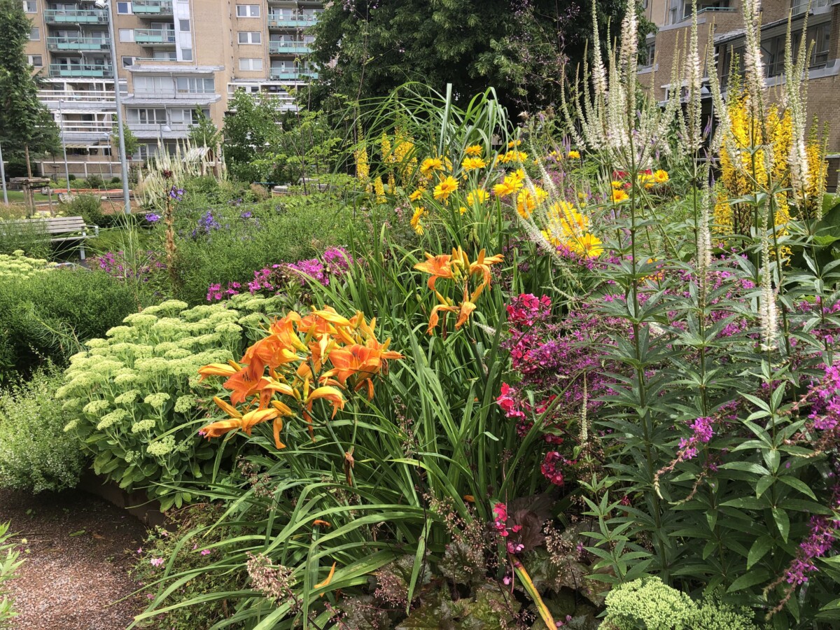 Stauder, busker og mindre trær i hager og anlegg - Norges grønne ...